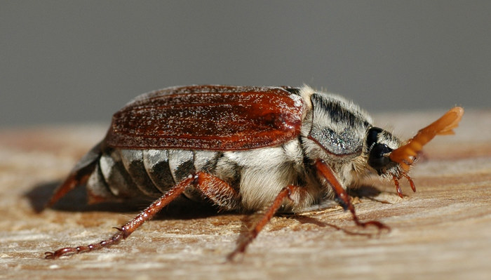 Maikäfer am 1. Mai Foto & Bild | tiere, wildlife, insekten Bilder auf ...