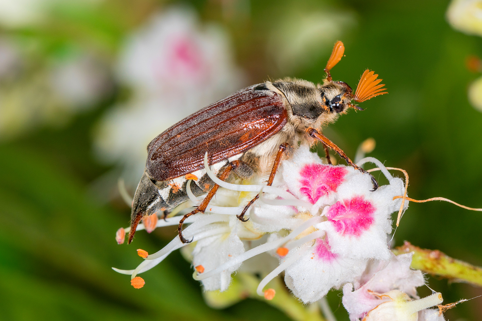 Maikäfer Foto & Bild | tiere, tierdetails, natur Bilder auf fotocommunity