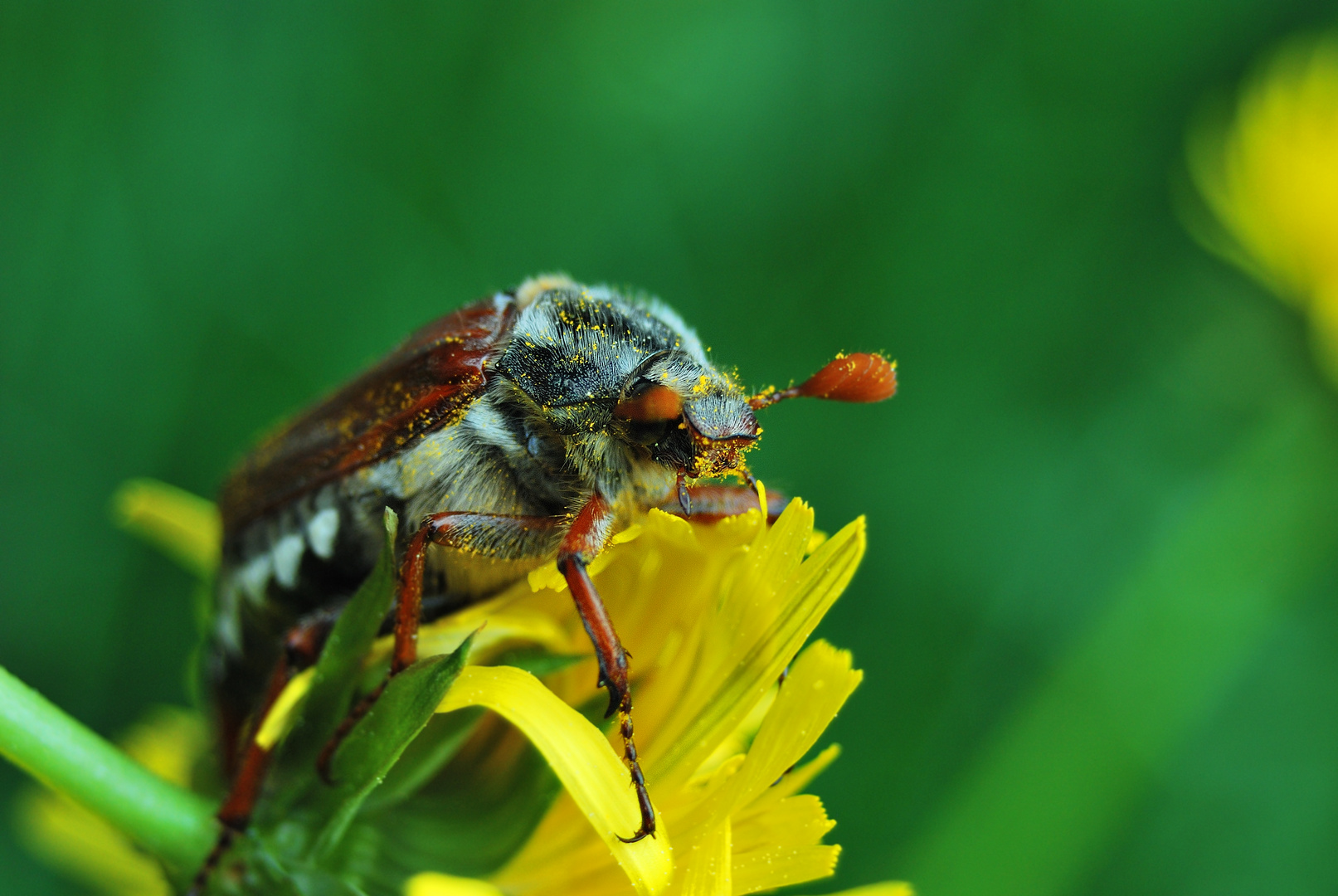 Maikäfer Foto & Bild | tiere, fauna, käfer Bilder auf fotocommunity