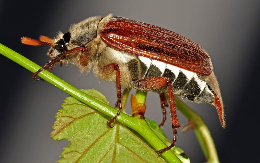 Maikäfer Foto & Bild | tiere, wildlife, insekten Bilder auf fotocommunity
