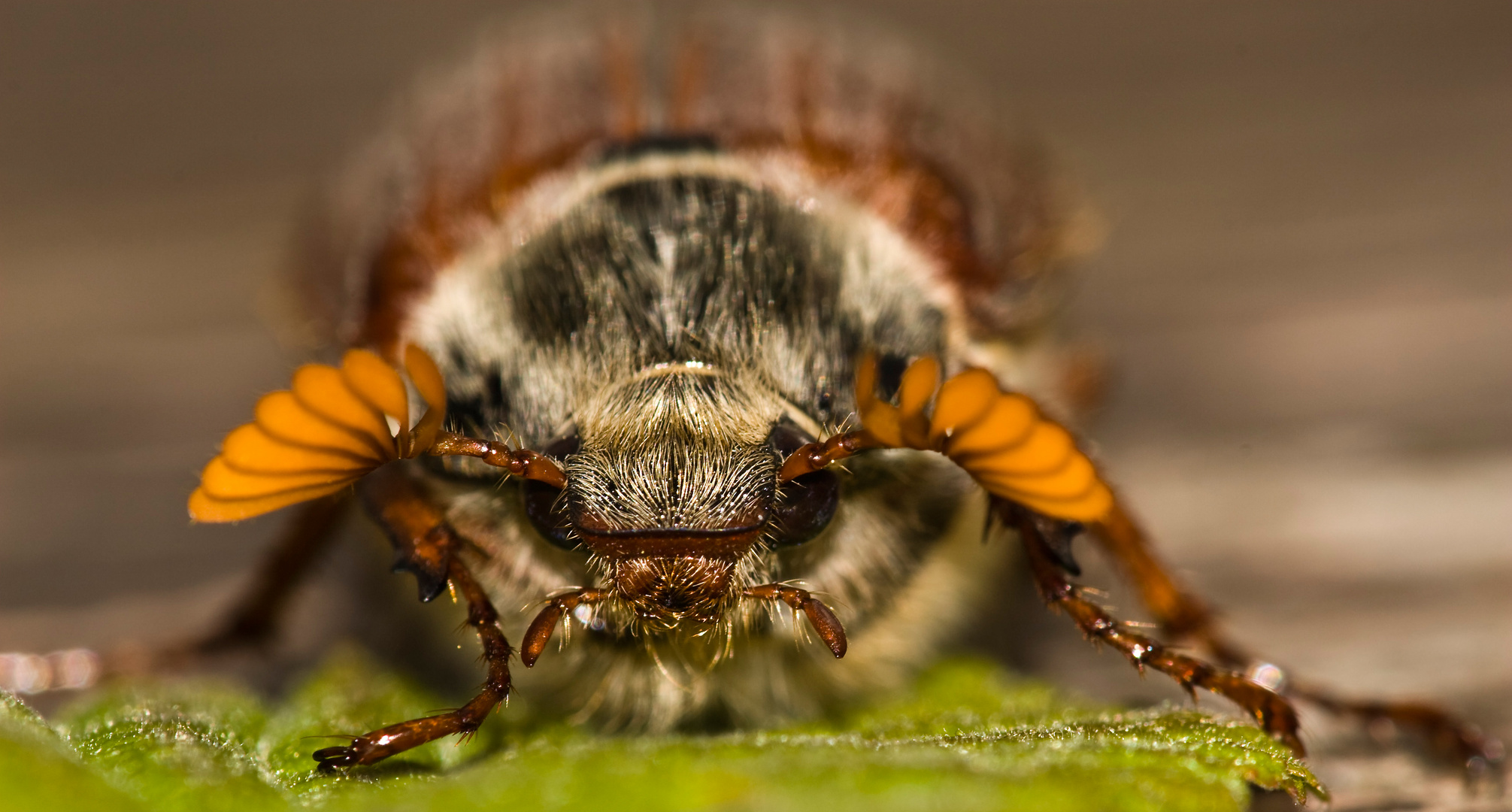 Maikäfer Foto & Bild | tiere, wildlife, insekten Bilder auf fotocommunity