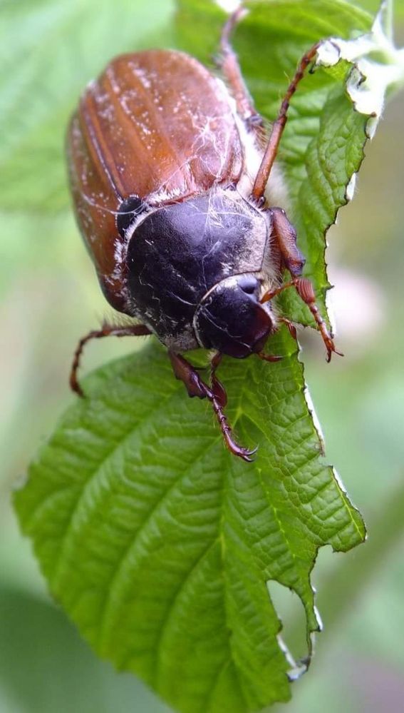 Maikäfer Foto & Bild | natur, insekten, tiere Bilder auf fotocommunity