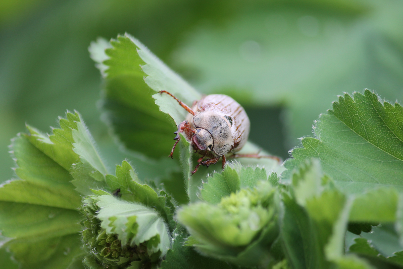 Maikäfer Foto & Bild | tiere, wildlife, insekten Bilder auf fotocommunity