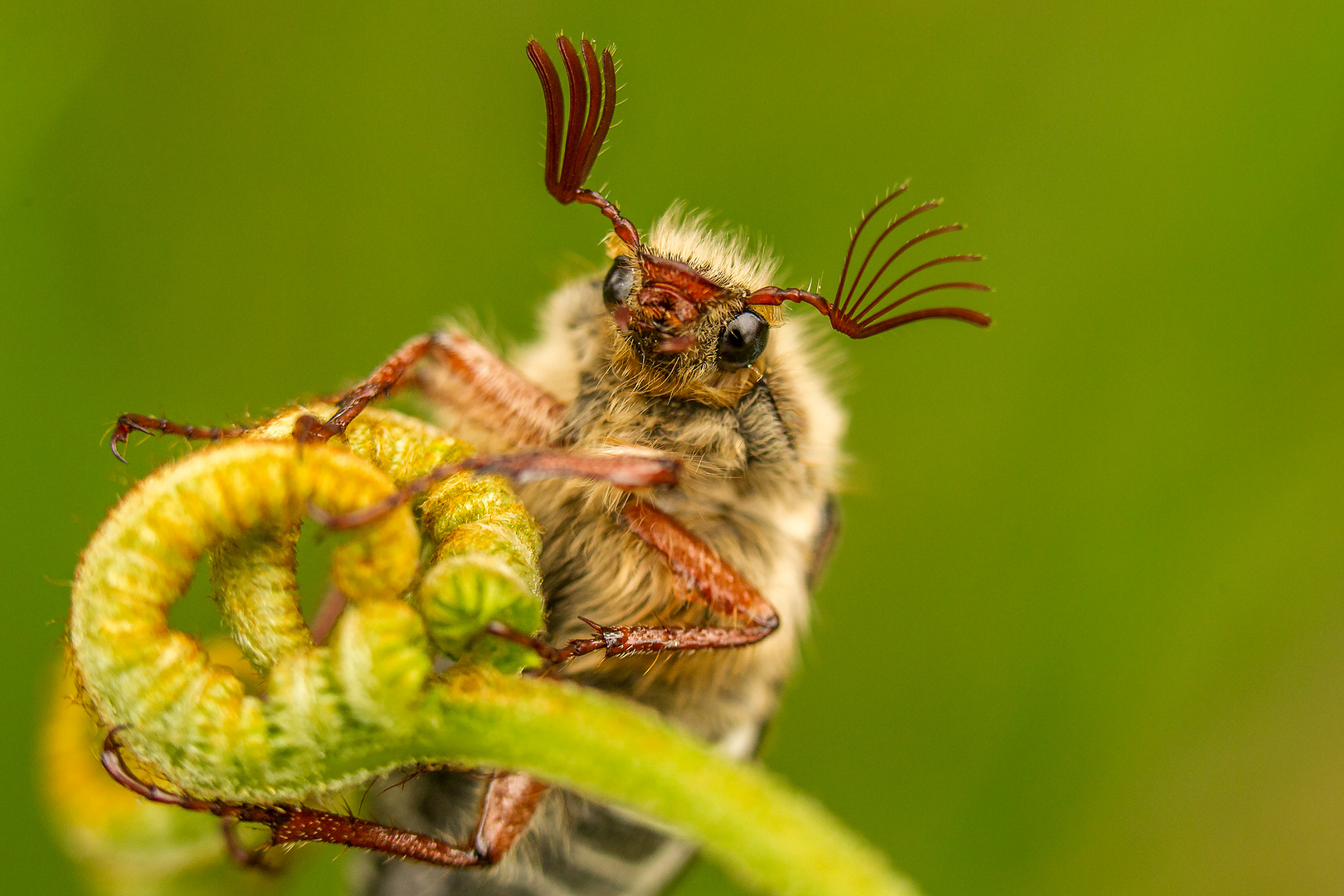 Maikäfer Foto & Bild | archiv projekte naturchannel, monatswettbewerbe ...