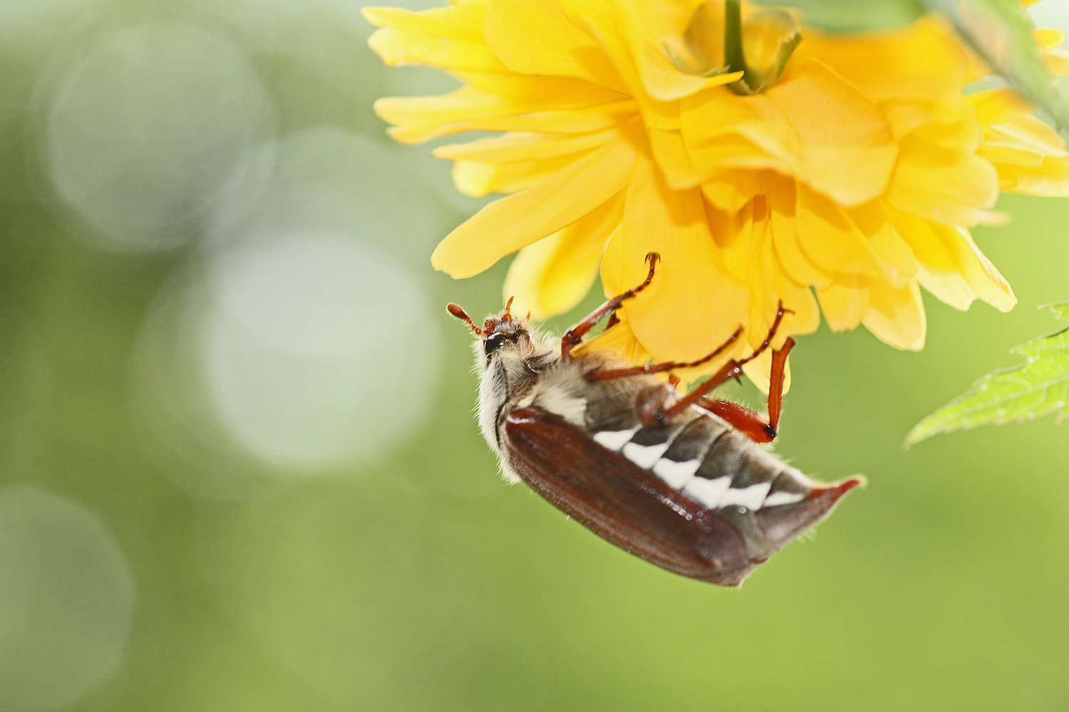 Maikäfer Foto & Bild | tiere, wildlife, insekten Bilder auf fotocommunity