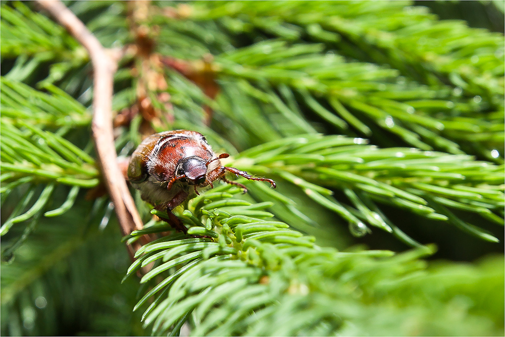 Maikäfer Foto & Bild | tiere, wildlife, insekten Bilder auf fotocommunity