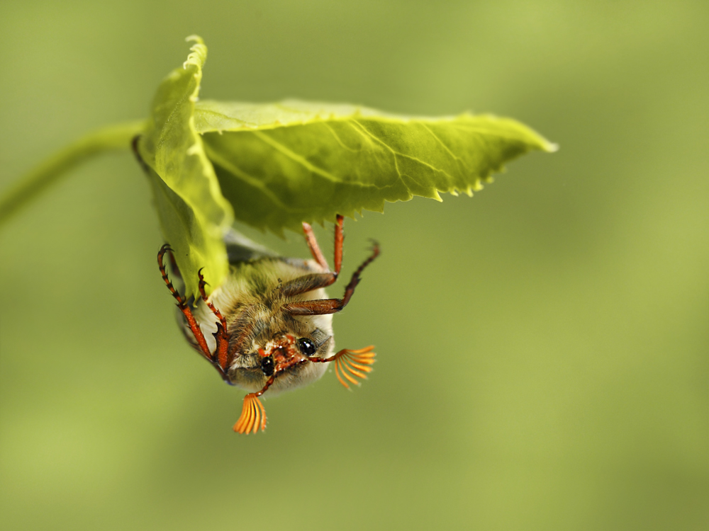 Maikäfer Foto & Bild | tiere, wildlife, insekten Bilder auf fotocommunity