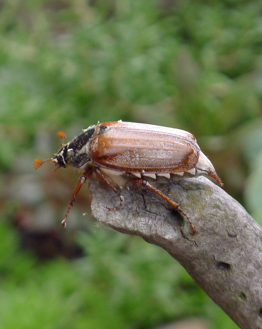 Maikäfer Foto & Bild | insekten, tiere, käfer Bilder auf fotocommunity