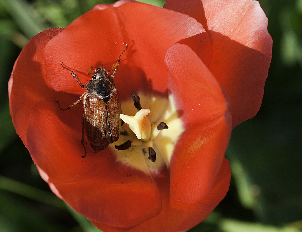Maikäfer Foto & Bild | tiere, wildlife, insekten Bilder auf fotocommunity