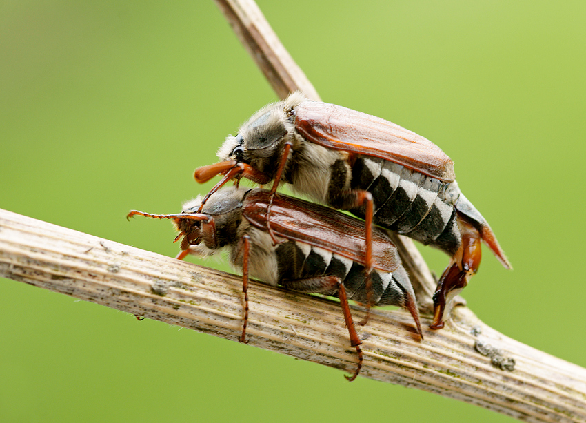 Maikäfer ... Foto & Bild | tiere, wildlife, insekten Bilder auf ...