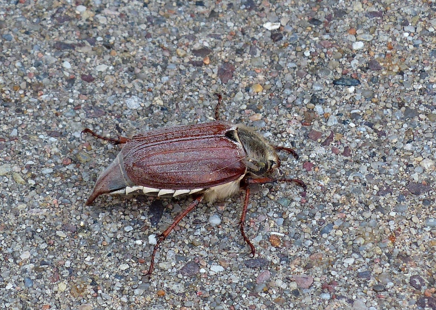 Maikäfer Foto & Bild | tiere, wildlife, insekten Bilder auf fotocommunity