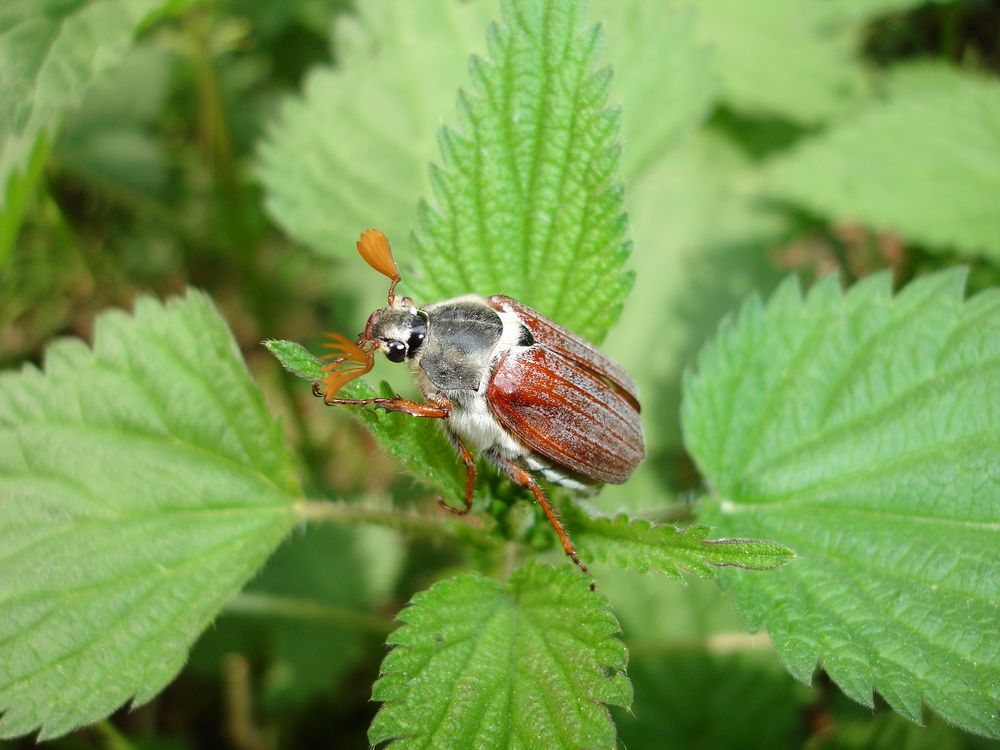 Maikäfer Foto & Bild | tiere, wildlife, insekten Bilder auf fotocommunity