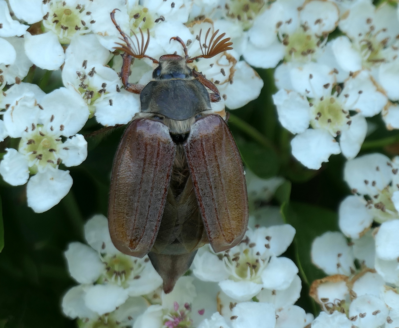 Maikäfer Foto & Bild | tiere, wildlife, insekten Bilder auf fotocommunity