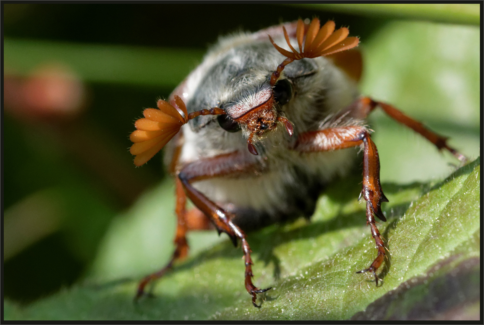 Maikäfer - ein putziger Kerl mit großem Appetit Foto & Bild | tiere ...