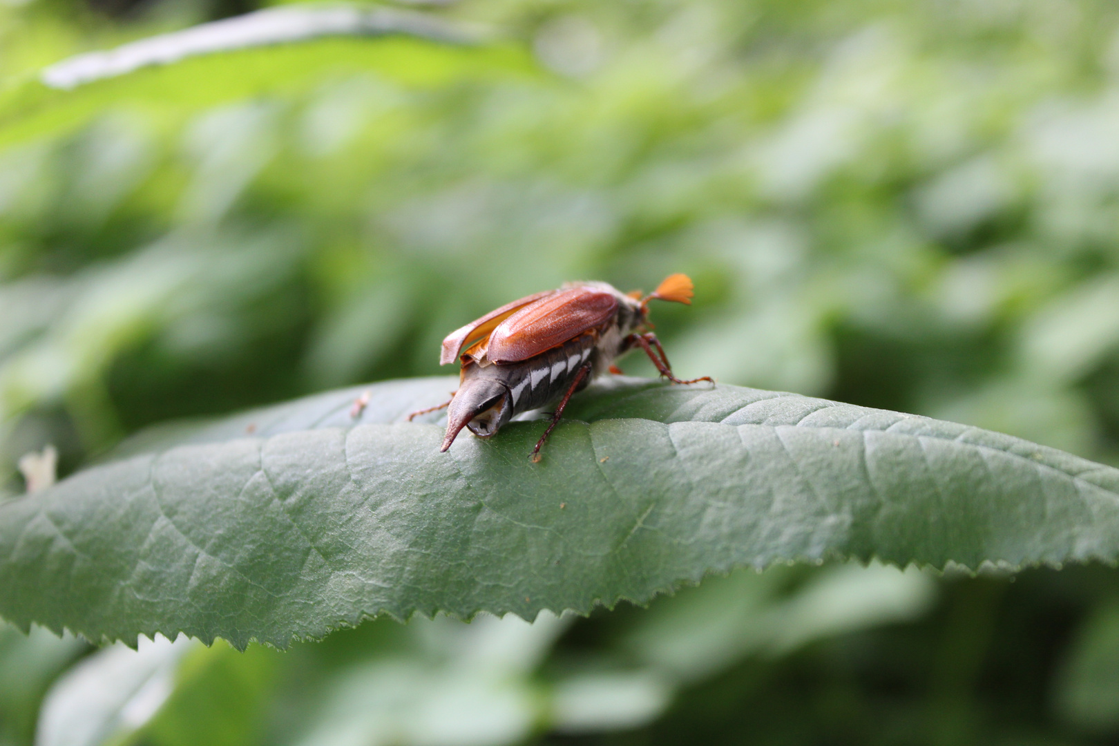 Maikäfer Foto & Bild | tiere, wildlife, insekten Bilder auf fotocommunity