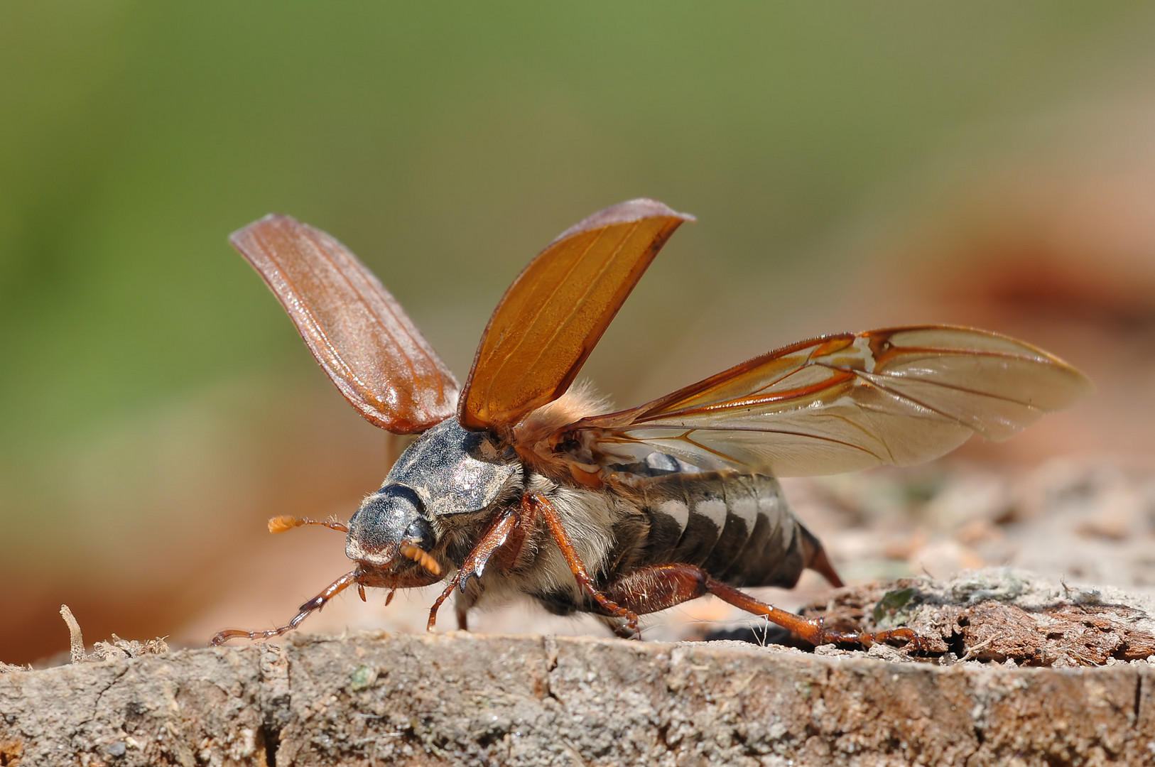 Maikäfer Foto & Bild | tiere, wildlife, insekten Bilder auf fotocommunity