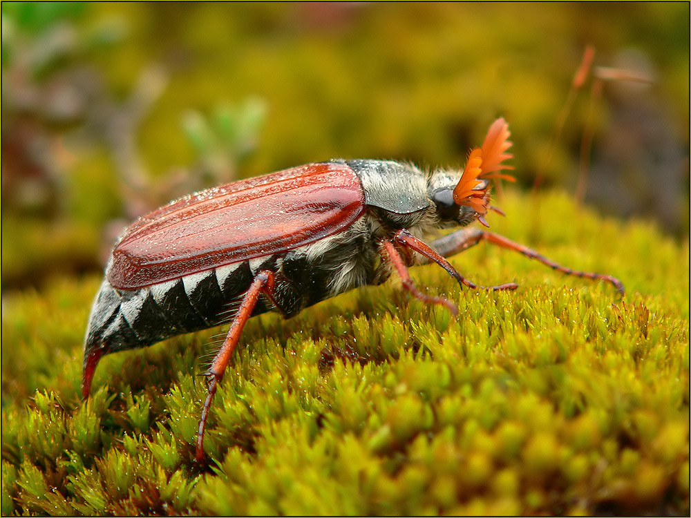 Maikäfer ... Foto & Bild | tiere, wildlife, insekten Bilder auf ...
