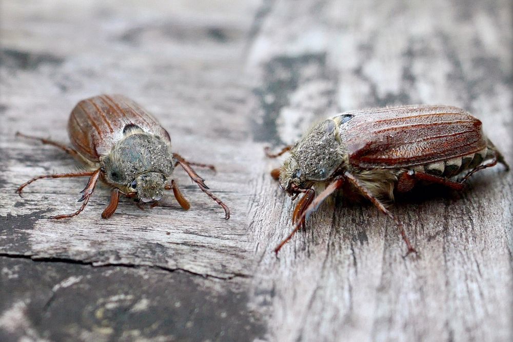 Maikäfer flieg... Foto & Bild | tiere, wildlife, insekten Bilder auf ...