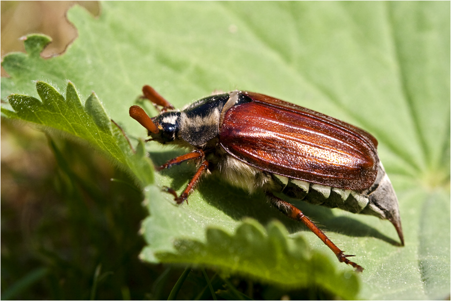Maikäfer flieg ... Foto & Bild | tiere, wildlife, insekten Bilder auf ...