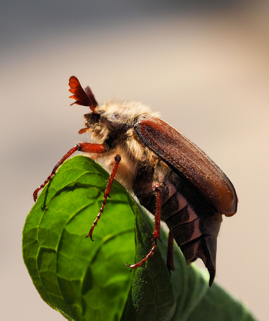 Maikäfer flieg..... Foto & Bild | natur, wildlife, käfer Bilder auf ...
