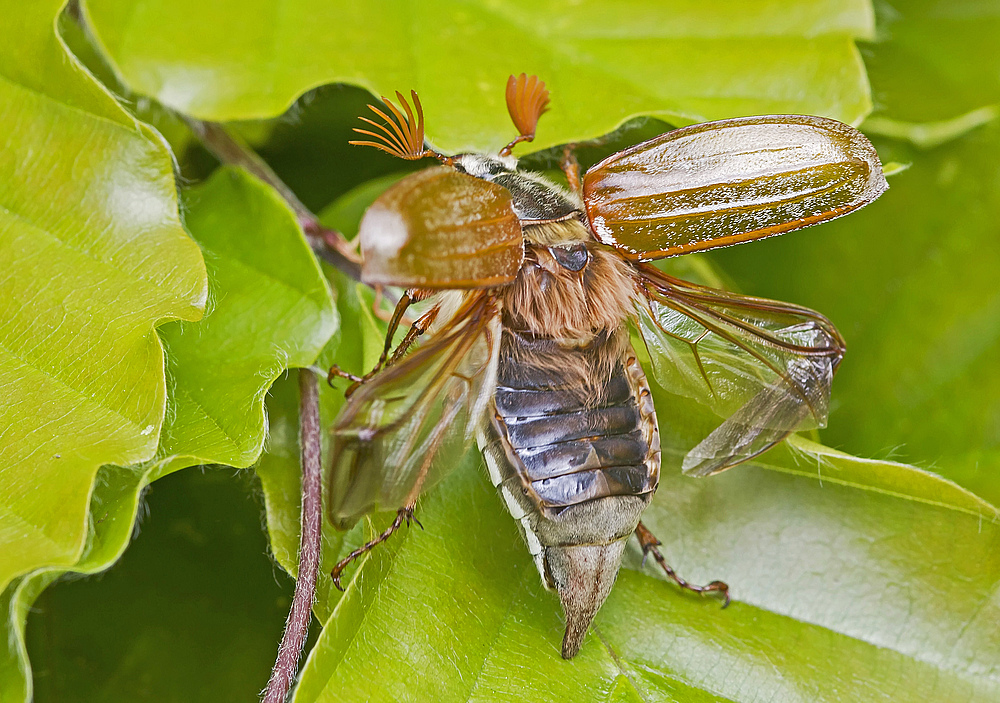 Maikäfer, flieg! Foto & Bild | fauna, natur Bilder auf fotocommunity