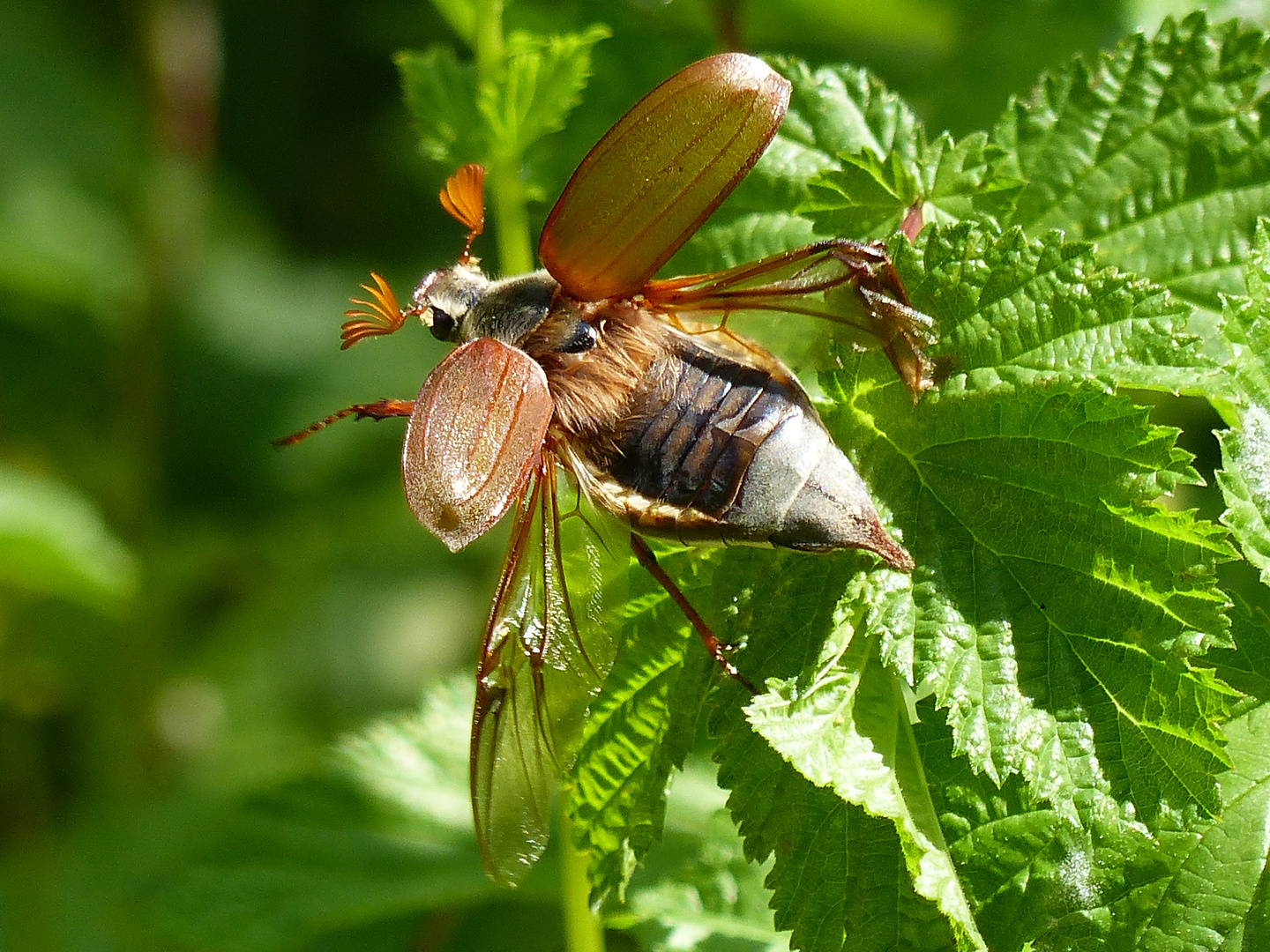 Maikäfer flieg Foto & Bild | tiere, wildlife, insekten Bilder auf ...