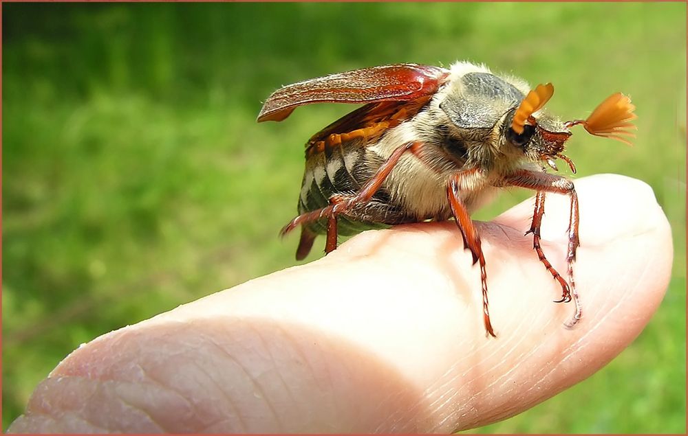 Maikäfer flieg Foto & Bild | tiere, wildlife, insekten Bilder auf ...