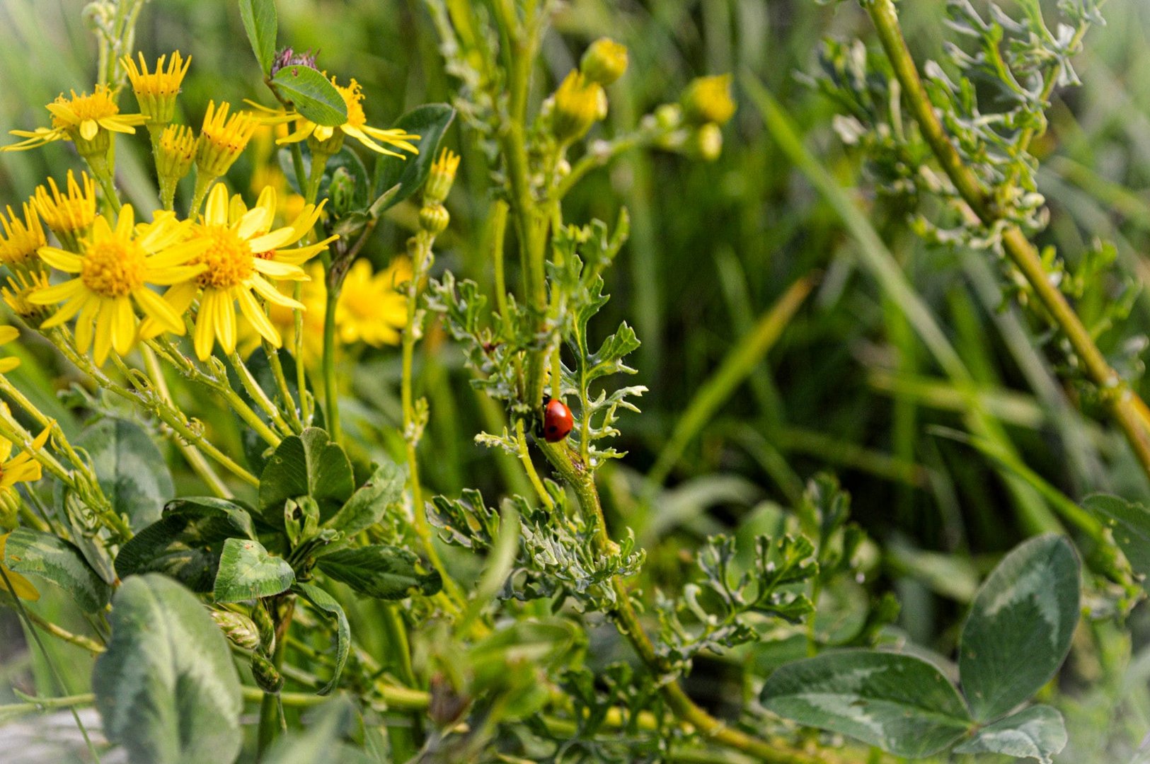 Maikäfer flieg Foto & Bild | Bilder auf fotocommunity