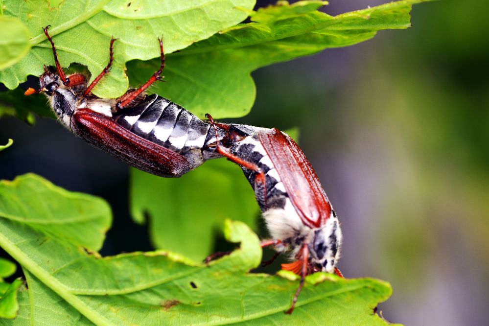 Maikäfer haben Spass miteinander... Foto & Bild | tiere, natur Bilder ...