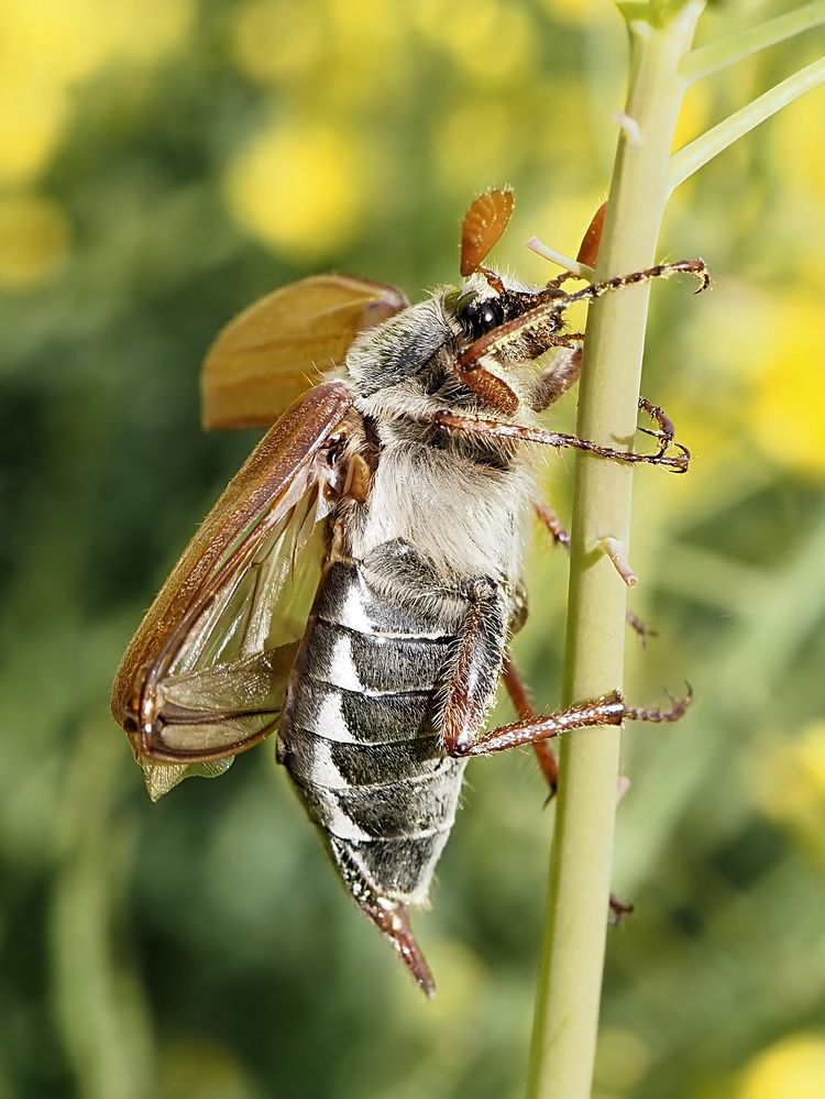 Maikäfer hebt ab Foto & Bild | tiere, wildlife, insekten Bilder auf ...
