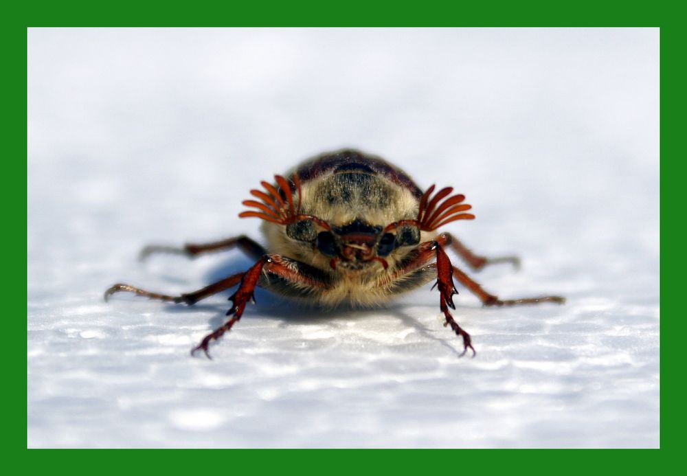 Maikäfer im April Foto & Bild | tiere, wildlife, insekten Bilder auf ...
