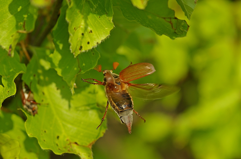 Maikäfer-Männchen im Anflug Foto & Bild | tiere, wildlife, insekten ...