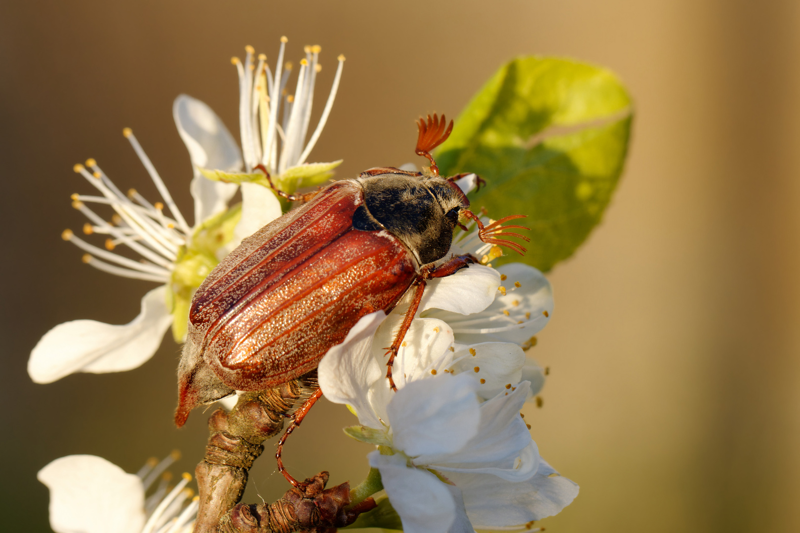 Maikäfer (Melolontha) Foto & Bild | tiere, wildlife, insekten Bilder ...