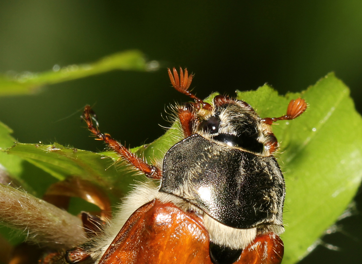 Maikäfer Portrait Foto & Bild | tiere, wildlife, insekten Bilder auf ...