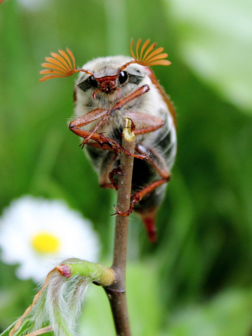 Maikäfer Portrait Foto & Bild | tiere, wildlife, insekten Bilder auf ...