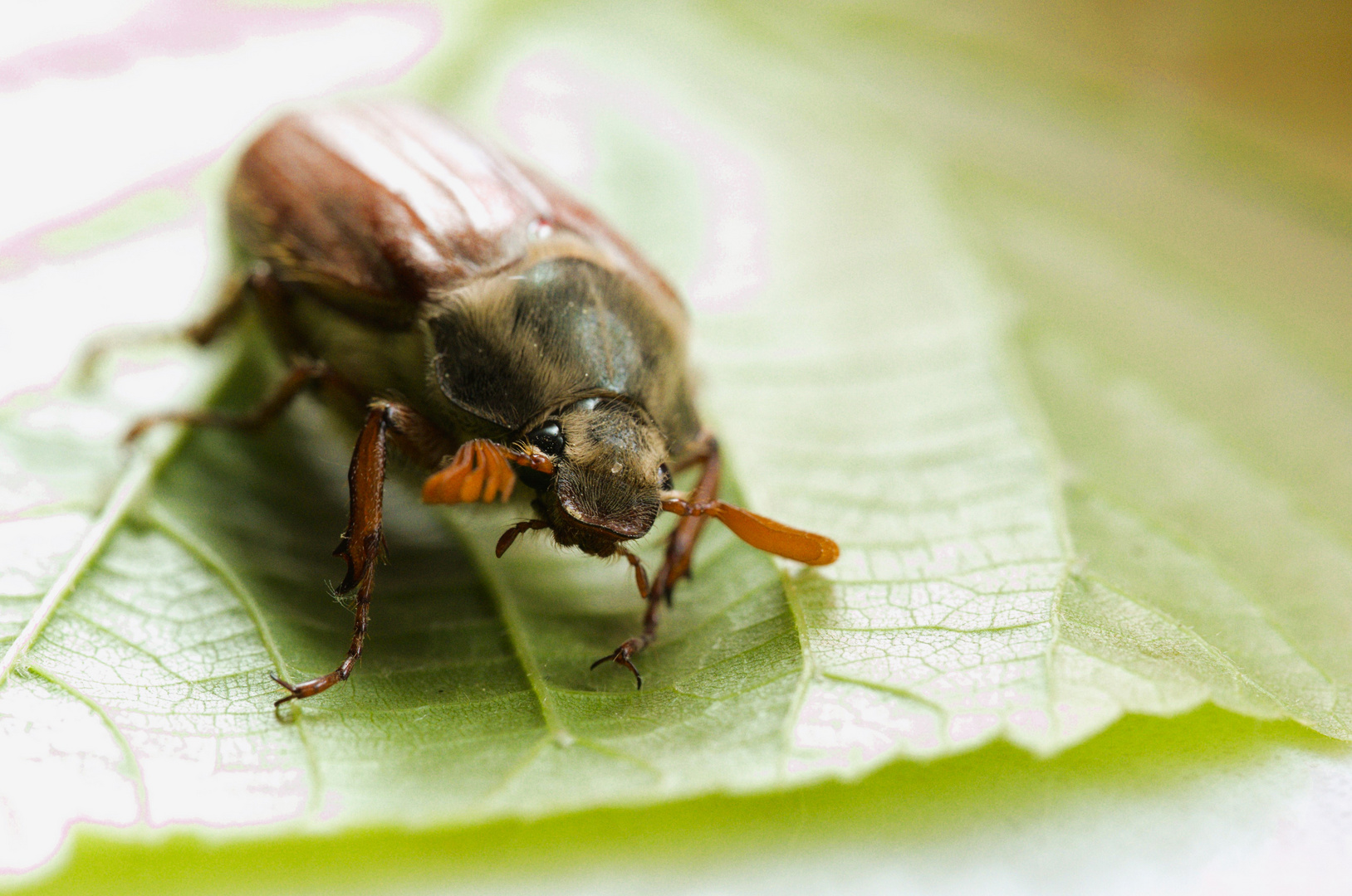 Maikäfer_2 Foto & Bild | tiere, wildlife, insekten Bilder auf fotocommunity