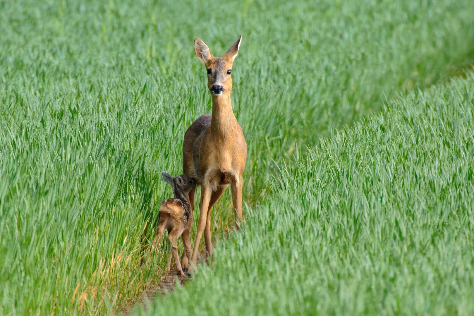 Maikind - Reh (Capreolus capreolus) mit ihrem Kitz Foto & Bild | natur ...