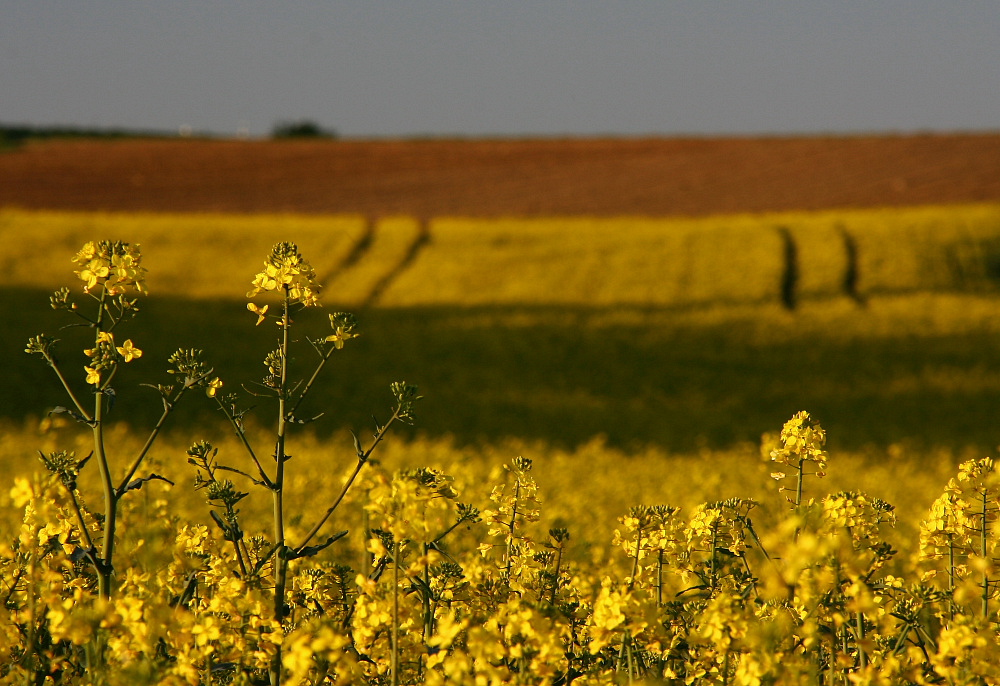 Mai,Mai... (4) Foto & Bild | archiv projekte naturchannel ...