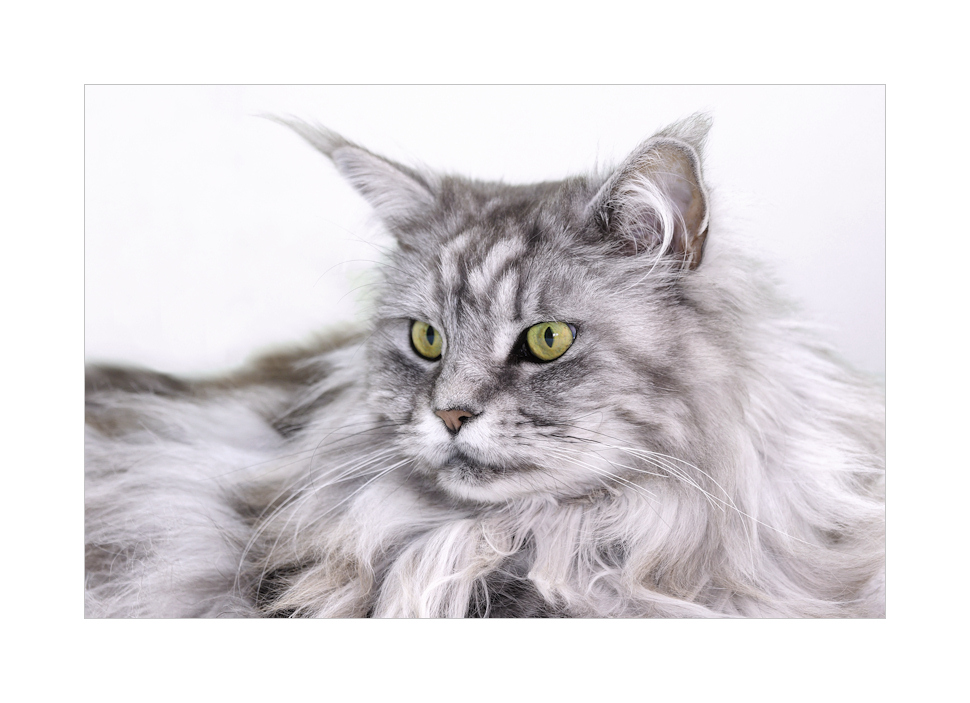 Maine Coon Foto & Bild | tiere, haustiere, katzen Bilder auf fotocommunity