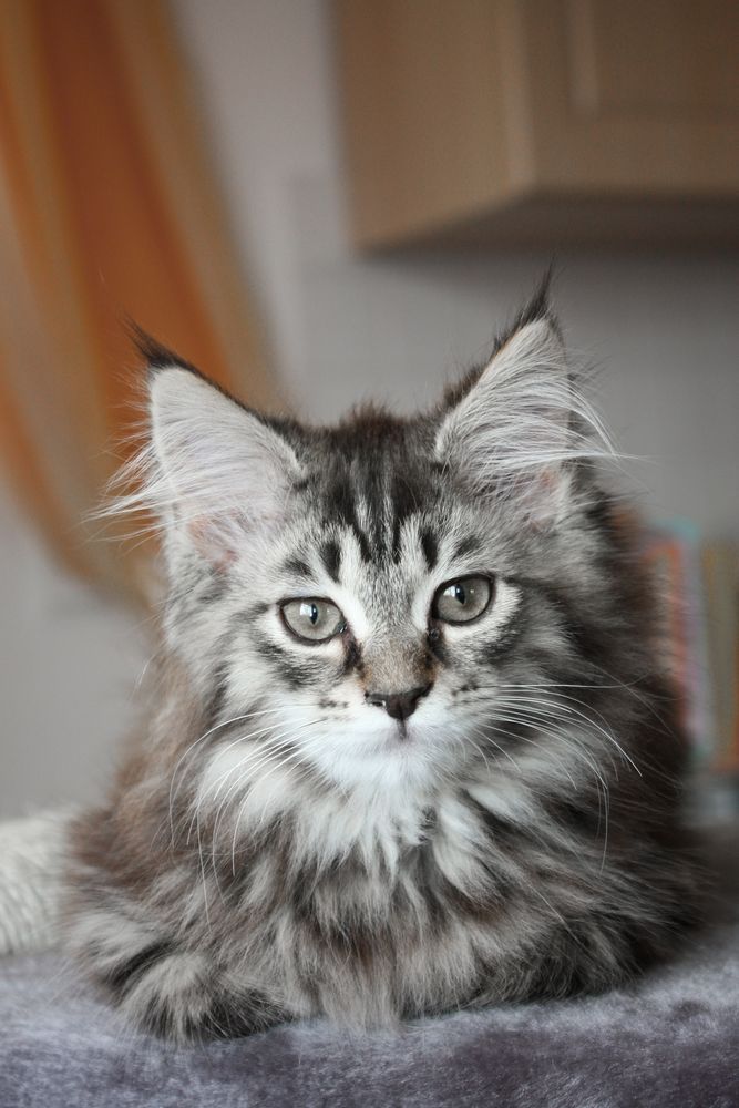 Maine Coon Baby Foto & Bild | tiere, haustiere, katzen Bilder auf ...