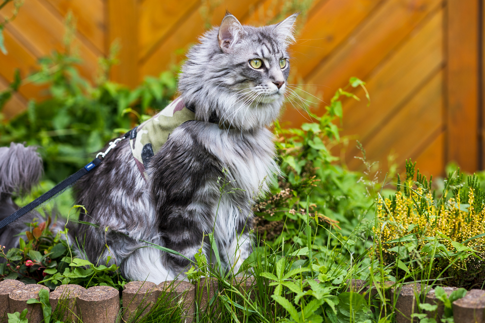 Maine Coon Kater Foto & Bild | tiere, haustiere, katzen Bilder auf fotocommunity