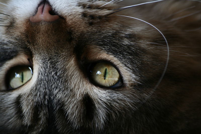 Maine Coon Kater Foto & Bild | tiere, haustiere, katzen Bilder auf fotocommunity