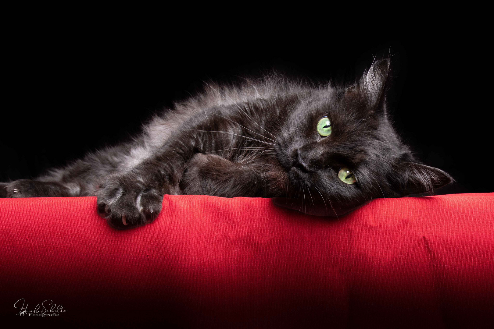 Maine Coon Katze Foto & Bild | tiere, haustiere, katzen Bilder auf ...