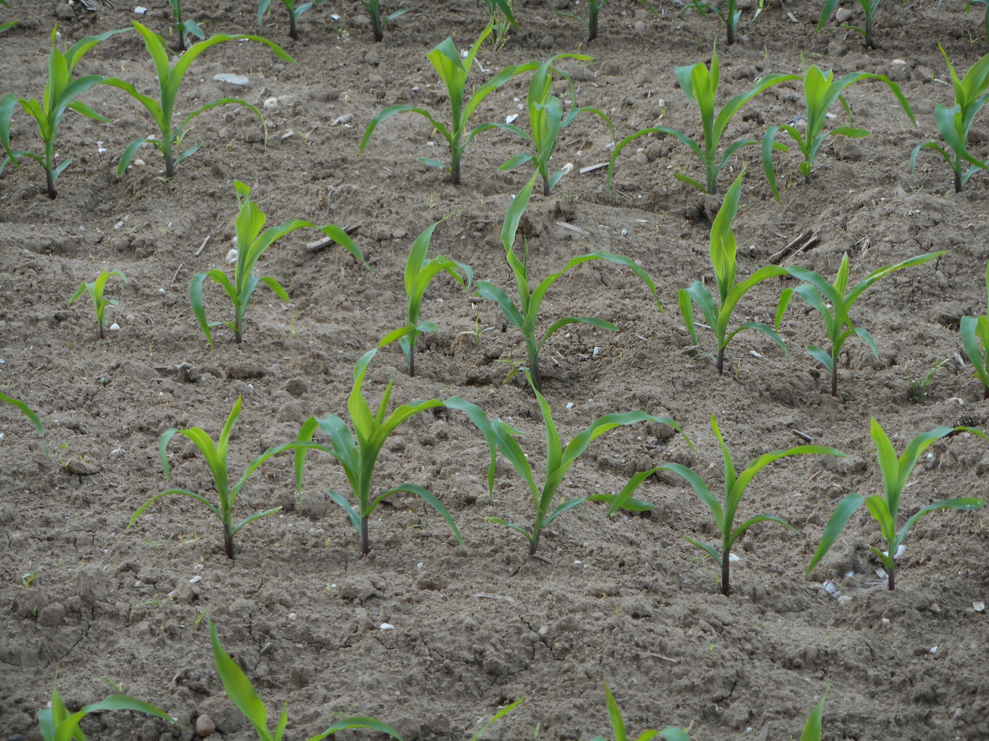 mais qui pousse photo et image | portraits sauvages, nature Images ...