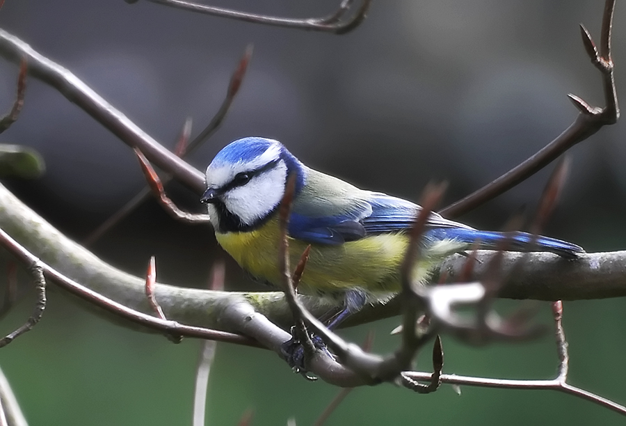 Maise 1 Foto & Bild | tiere, wildlife, wild lebende vögel Bilder auf ...
