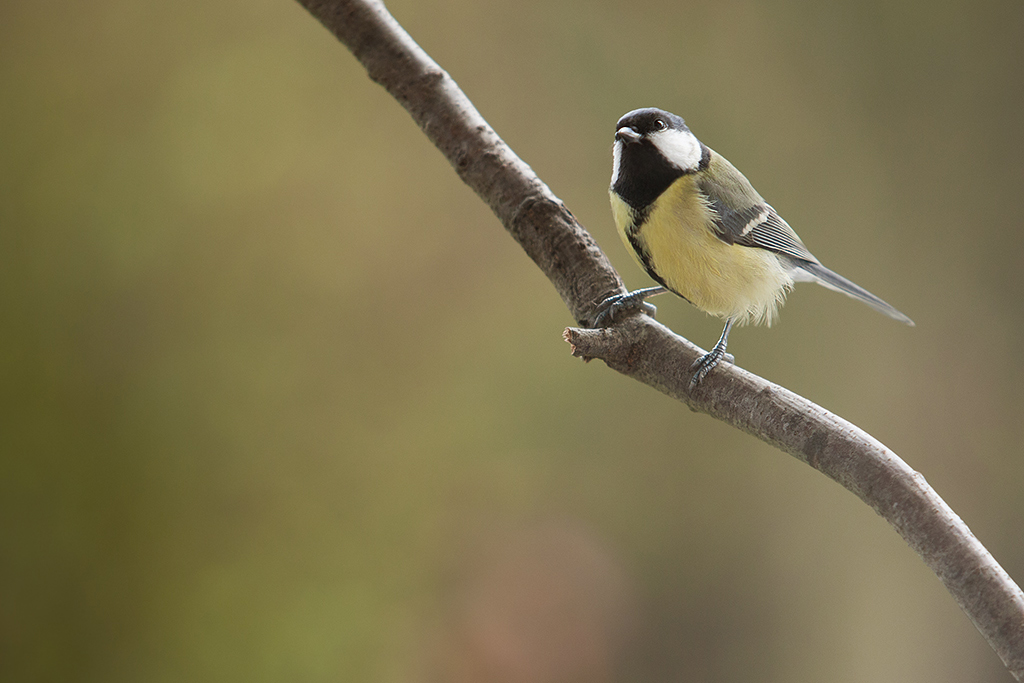 Maise 2 Foto & Bild | tiere, wildlife, wild lebende vögel Bilder auf ...