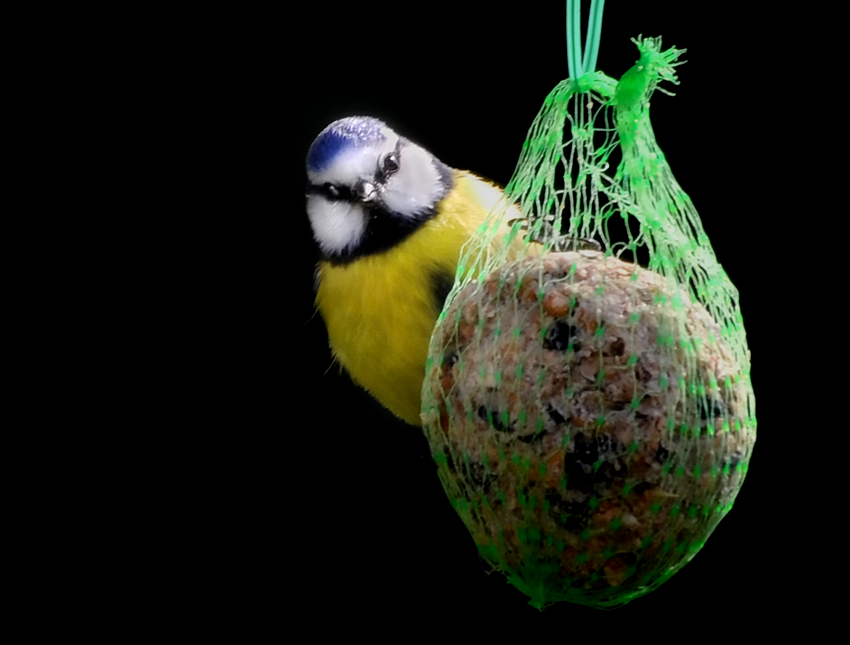 Maise 2 Foto & Bild | tiere, wildlife, wild lebende vögel Bilder auf ...