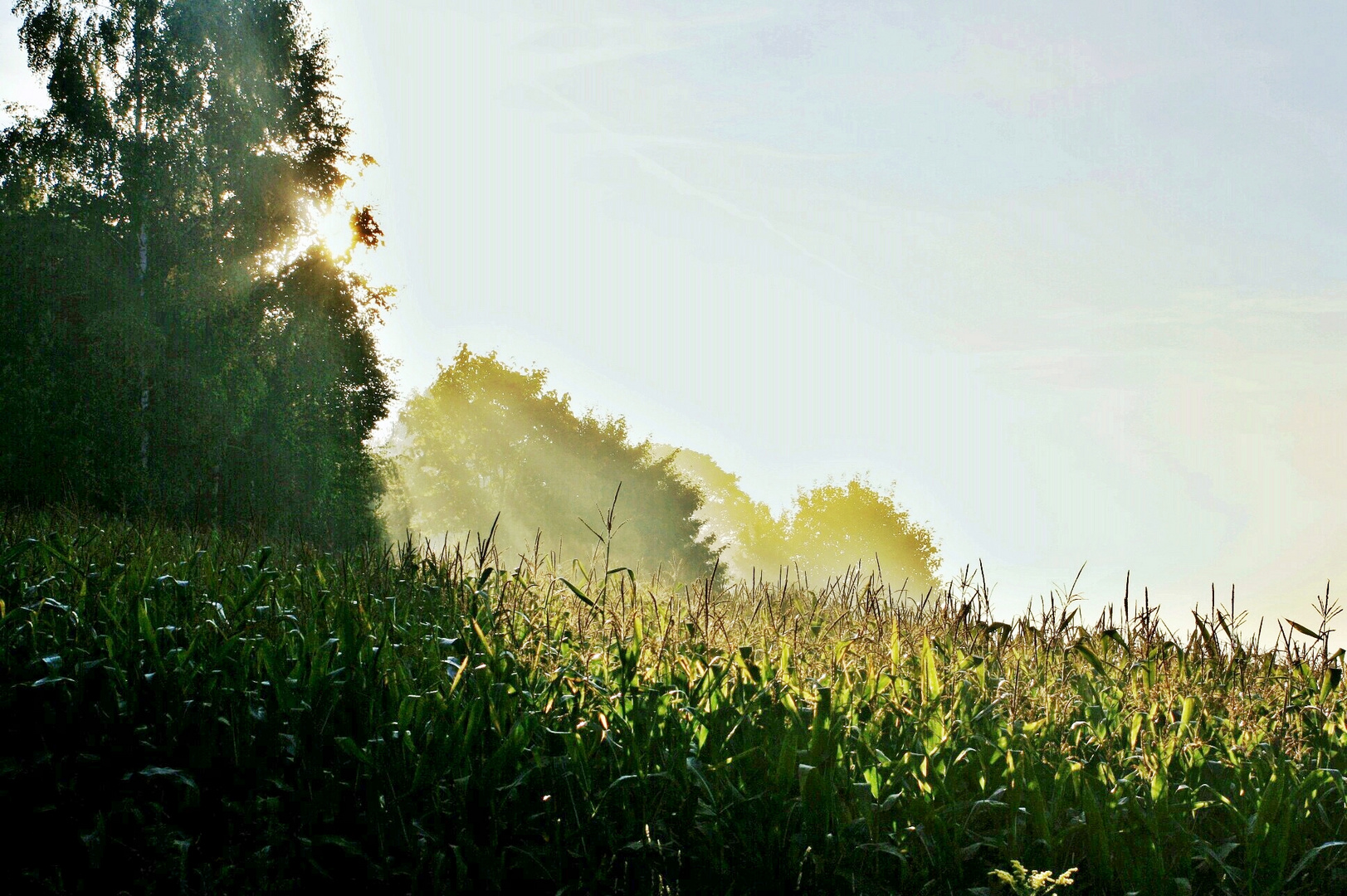 Maisfeld Foto & Bild | landschaft, natur Bilder auf fotocommunity