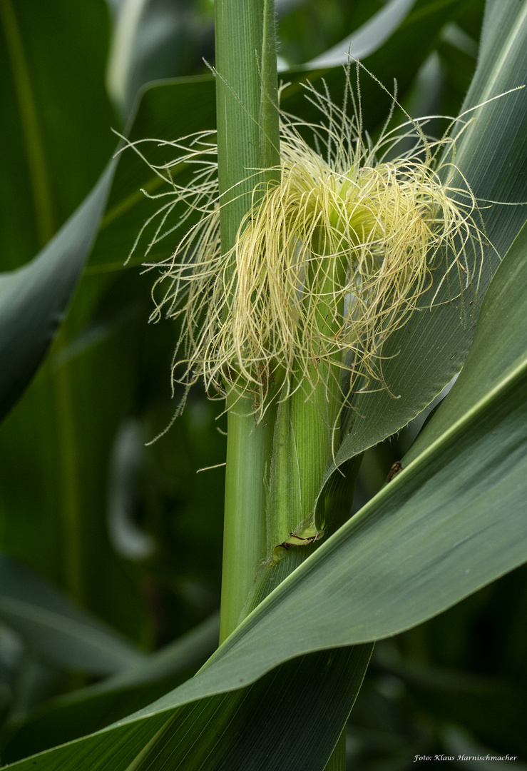 Maisfeld 2021-05 Foto & Bild | jahreszeiten, sommer, natur Bilder auf ...