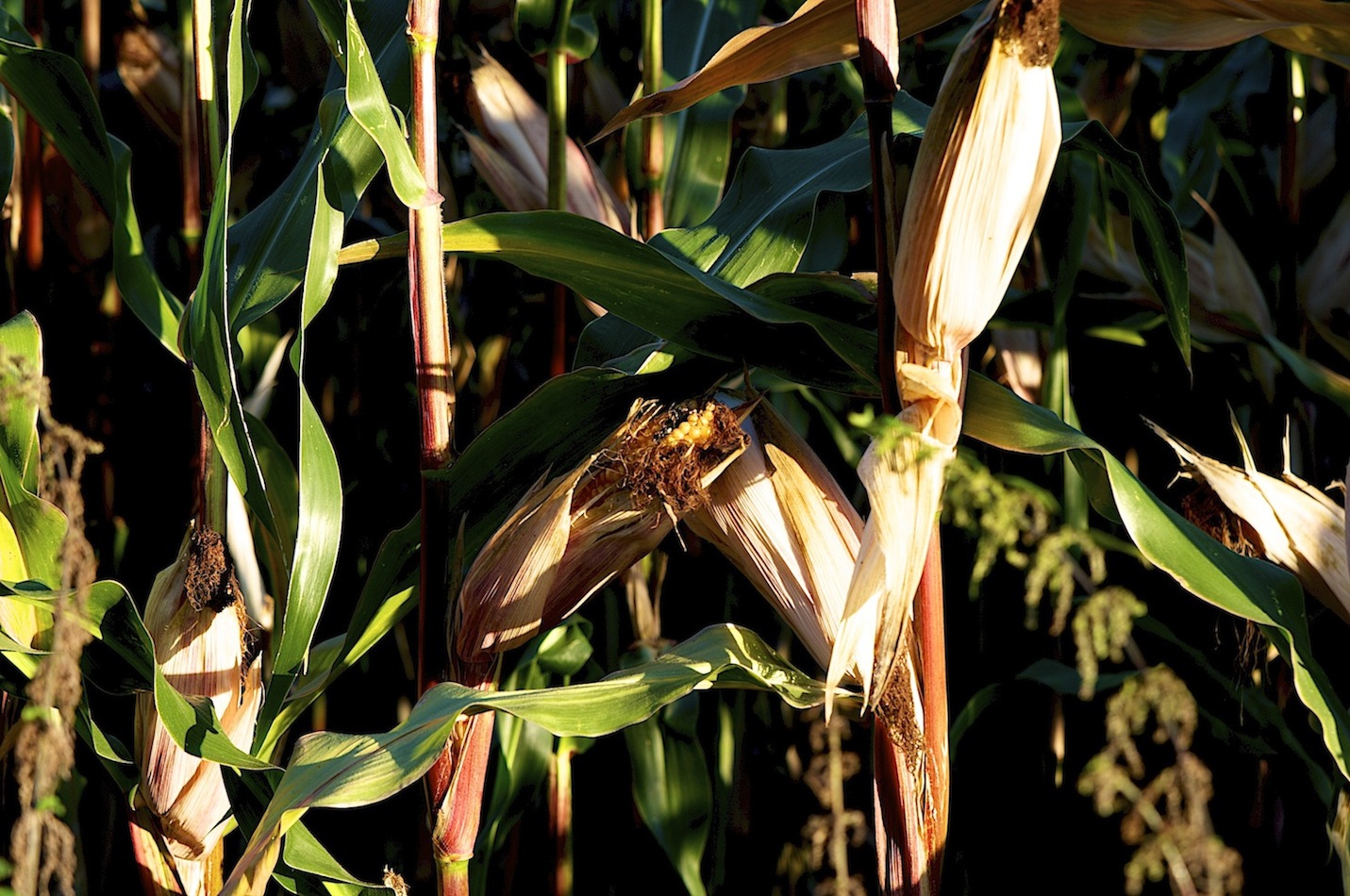 Maisfeld* Foto & Bild | landschaft, Äcker, felder & wiesen, natur ...